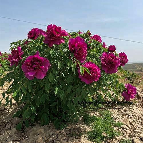 He Ping Hong (Magenta Flame) Rockii Tree Peony