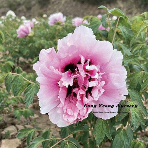 Yi Du Chun Qiu (Spring & Autumn) Rockii Tree Peony