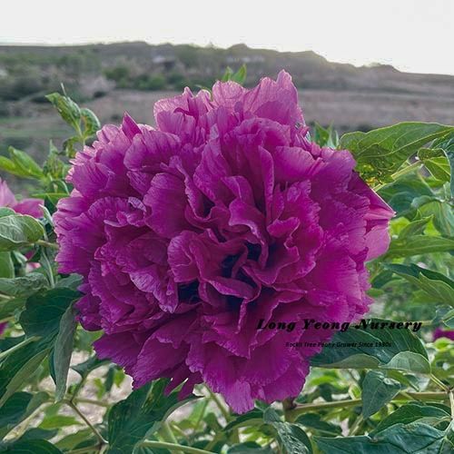 Mei Gui Xiang (Fragrant Rose) Rockii Tree Peony