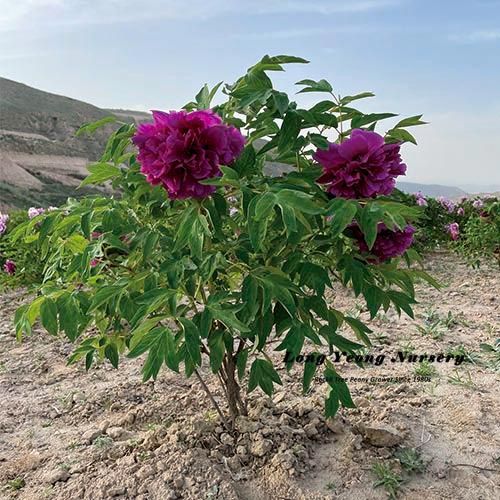 Mei Gui Xiang (Fragrant Rose) Rockii Tree Peony
