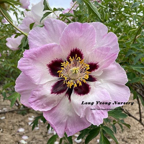 Su Sha Chan Yi (Whispering Silk) Rockii Tree Peony