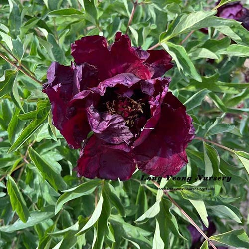 Ye Guang Bei (Twilight Chalice) Rockii Tree Peony