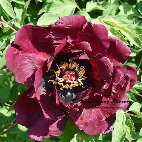 Ye Guang Bei (Twilight Chalice) Rockii Tree Peony