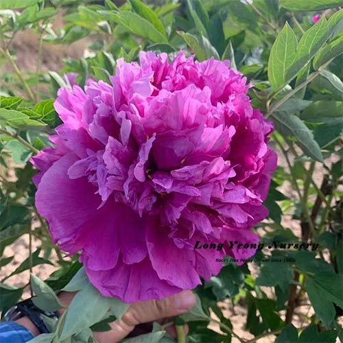 Lan Zhou Chou (Lavender Silk) Rockii Tree Peony