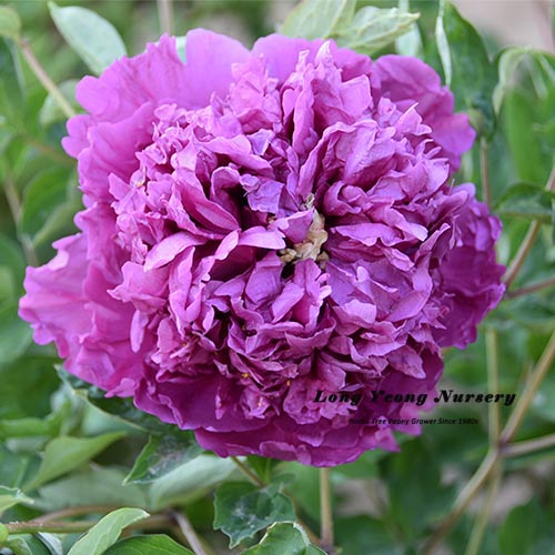 Lan Zhou Chou (Lavender Silk) Rockii Tree Peony