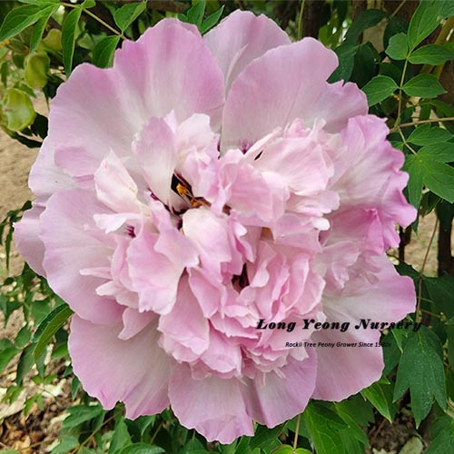 Su Sha Chan Yi (Whispering Silk) Rockii Tree Peony