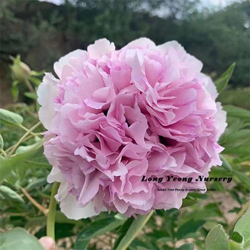 Fen Tian Xiang (Blush Empress) Rockii Tree Peony