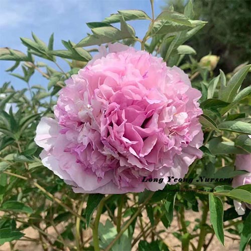 Fen Tian Xiang (Blush Empress) Rockii Tree Peony