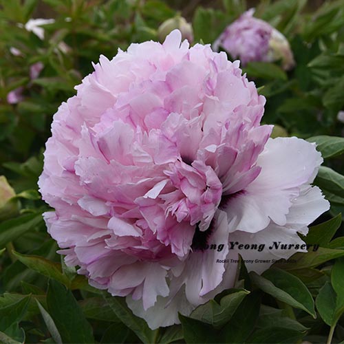 Fen Tian Xiang (Blush Empress) Rockii Tree Peony