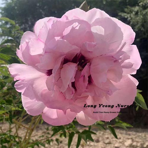 Fen Xi Shi (Blushing Princess) Rockii Tree Peony
