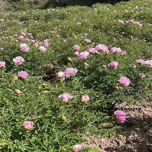 Fen Xi Shi (Blushing Princess) Rockii Tree Peony