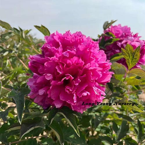 Li Xiang (Jazz Party) Rockii Tree Peony