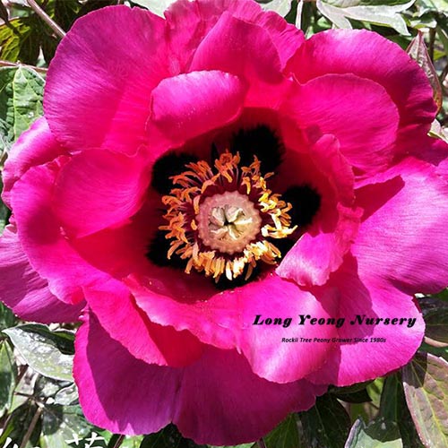 Hong Lian (Solar Blaze) Rockii Tree Peony
