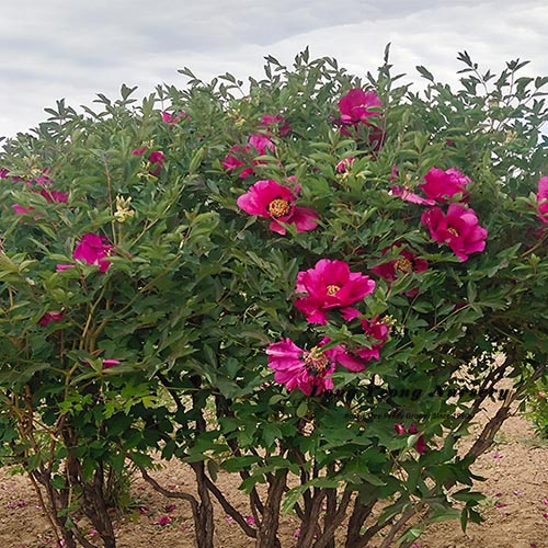 Hong Lian (Solar Blaze) Rockii Tree Peony