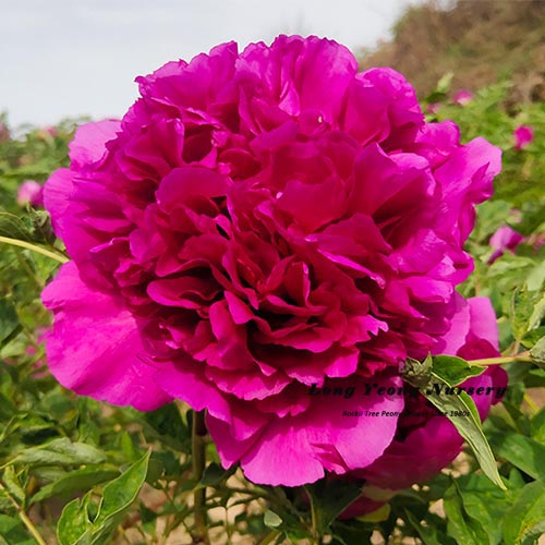 Gao Gan Hong Xiu Qiu (Fuchsia Giant) Rockii Tree Peony