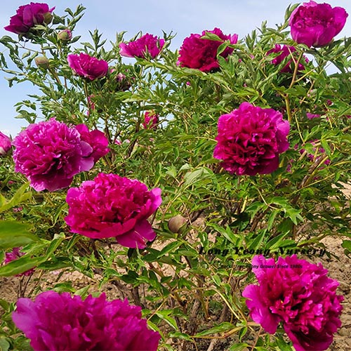Gao Gan Hong Xiu Qiu (Fuchsia Giant) Rockii Tree Peony