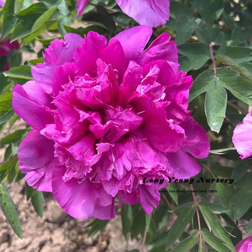 Yin Zhen Xiu Hong Pao (Embroidered Robe) Rockii Tree Peony