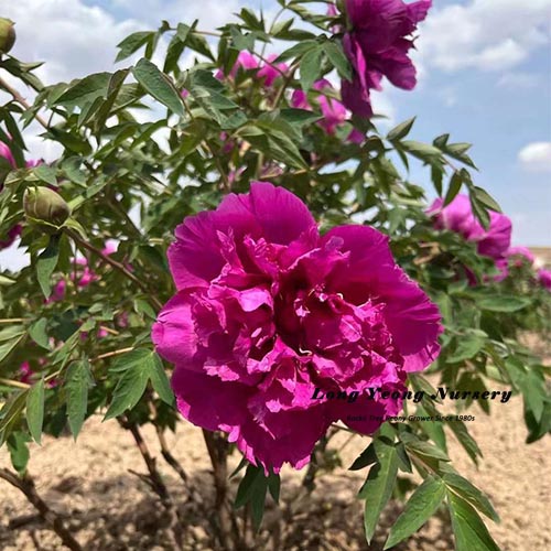 Yin Zhen Xiu Hong Pao (Embroidered Robe) Rockii Tree Peony
