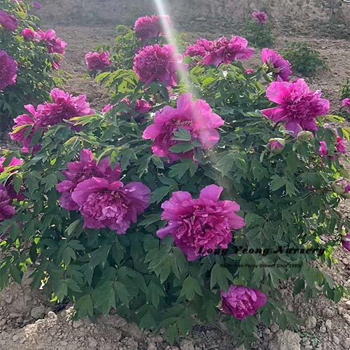 Yin Zhen Xiu Hong Pao (Embroidered Robe) Rockii Tree Peony