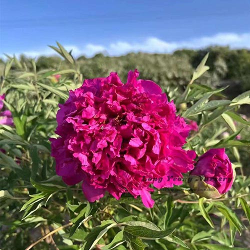 Feng Hua Xiu Qiu (Fuchsia Spheres) Rockii Tree Peony
