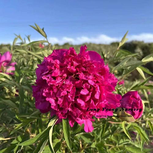 Feng Hua Xiu Qiu (Fuchsia Spheres) Rockii Tree Peony