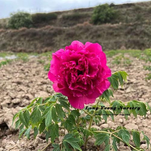 He Ping Hong Xiu Qiu (Crimson Pompom) Rockii Tree Peony