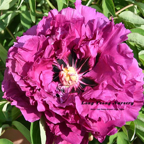 Zi Yan (Inkstone Violet) Rockii Tree Peony