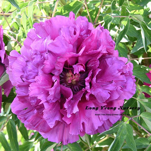 Zi Yan (Inkstone Violet) Rockii Tree Peony