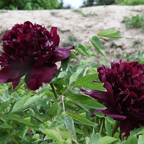 Peonies Grafting Grafting Techniques - Long Yeong Nursery