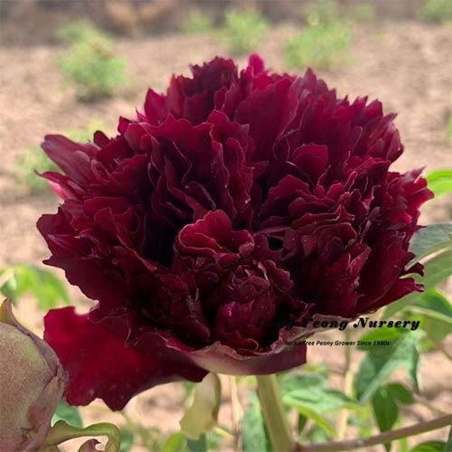 Hei Tian E (Nocturne Swan) Rockii Tree Peony