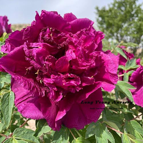 Mei Gui Sa Jin (Radiant Rose) Rockii Tree Peony