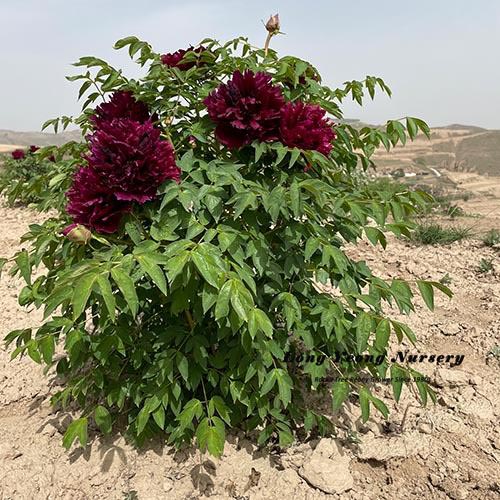 Hei Tian E (Nocturne Swan) Rockii Tree Peony