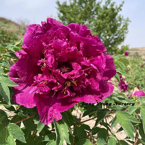 Mei Gui Sa Jin (Radiant Rose) Rockii Tree Peony